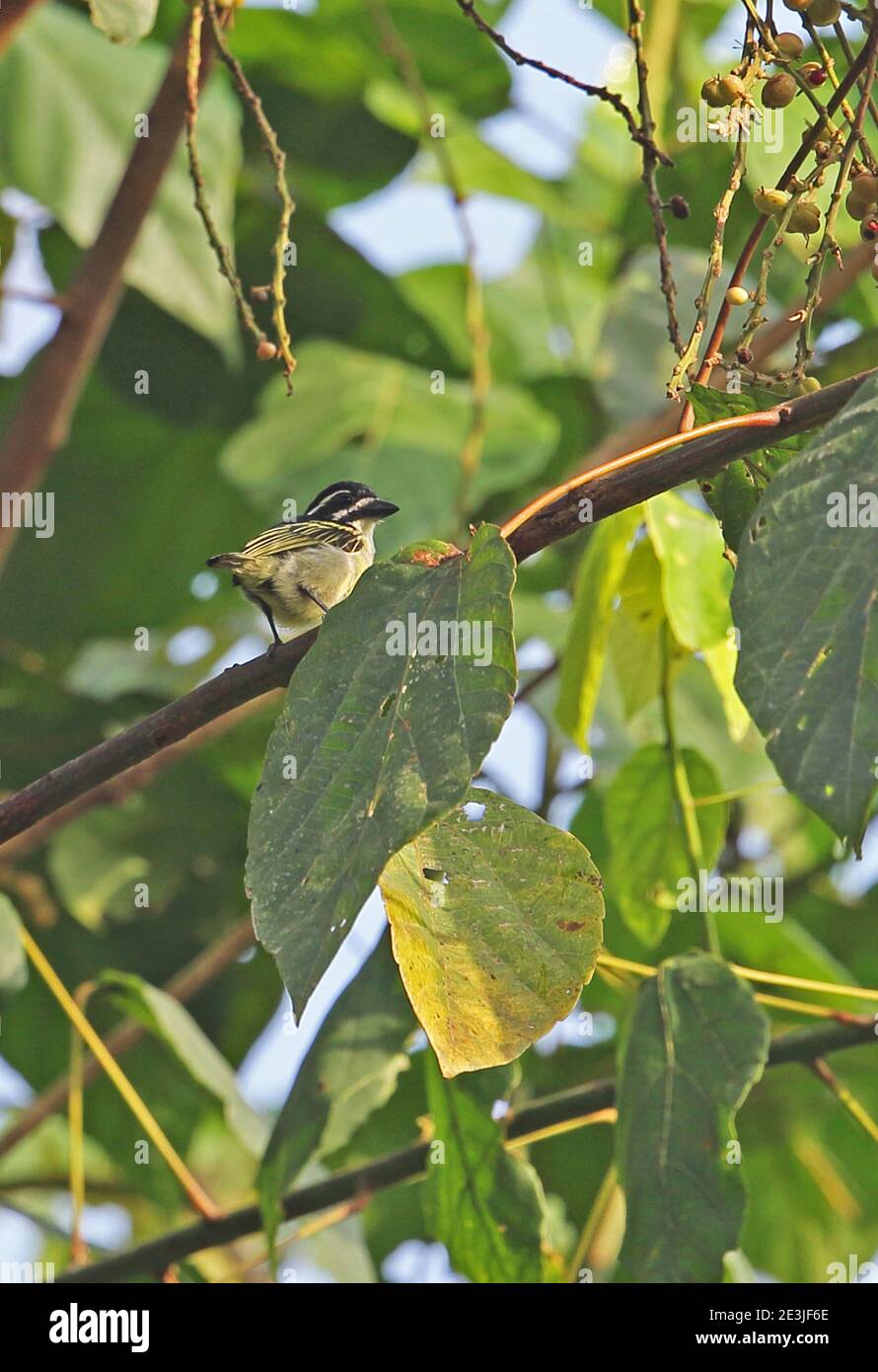 Leucolaimus hi-res stock photography and images - Alamy