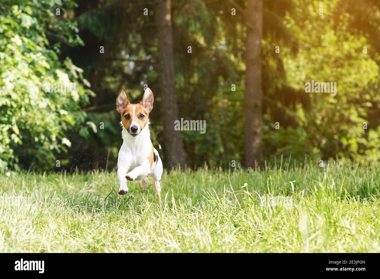 Small Jack Russell terrier running towards camera on grass road ...