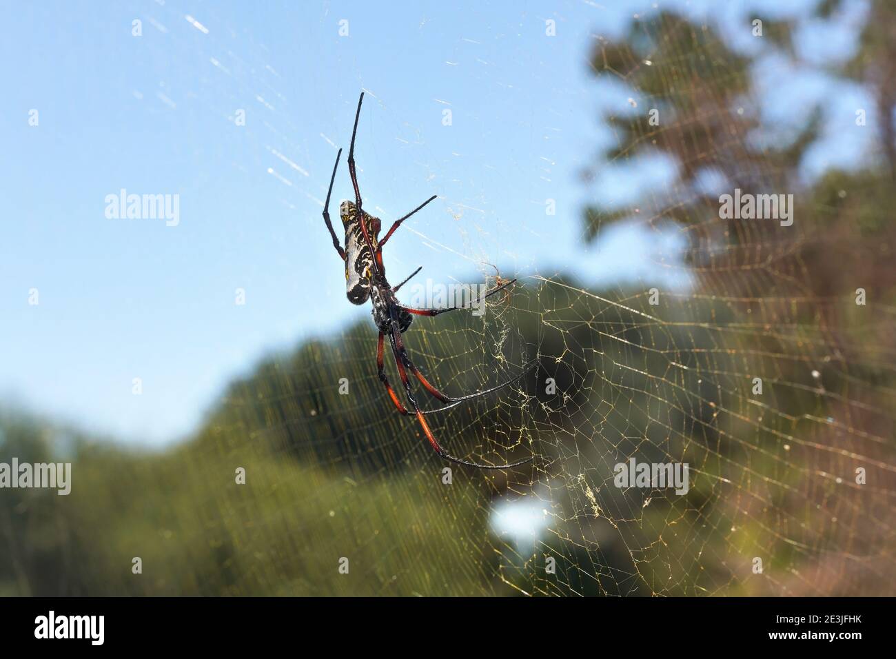 Red legged golden orb weaver spider female - Nephila inaurata ...