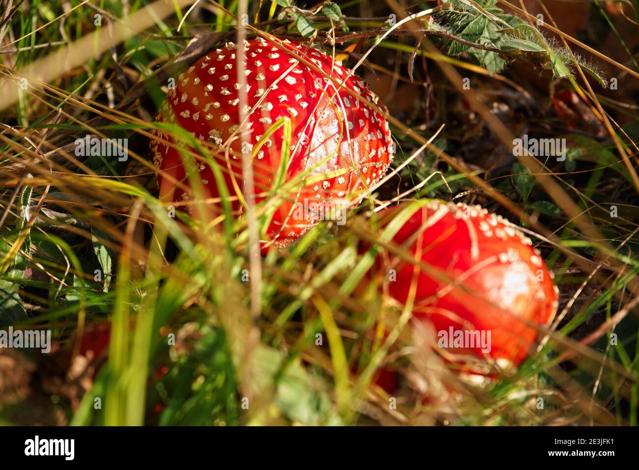 Bright red fly agaric - Amanita muscaria - growing under grass, sun ...