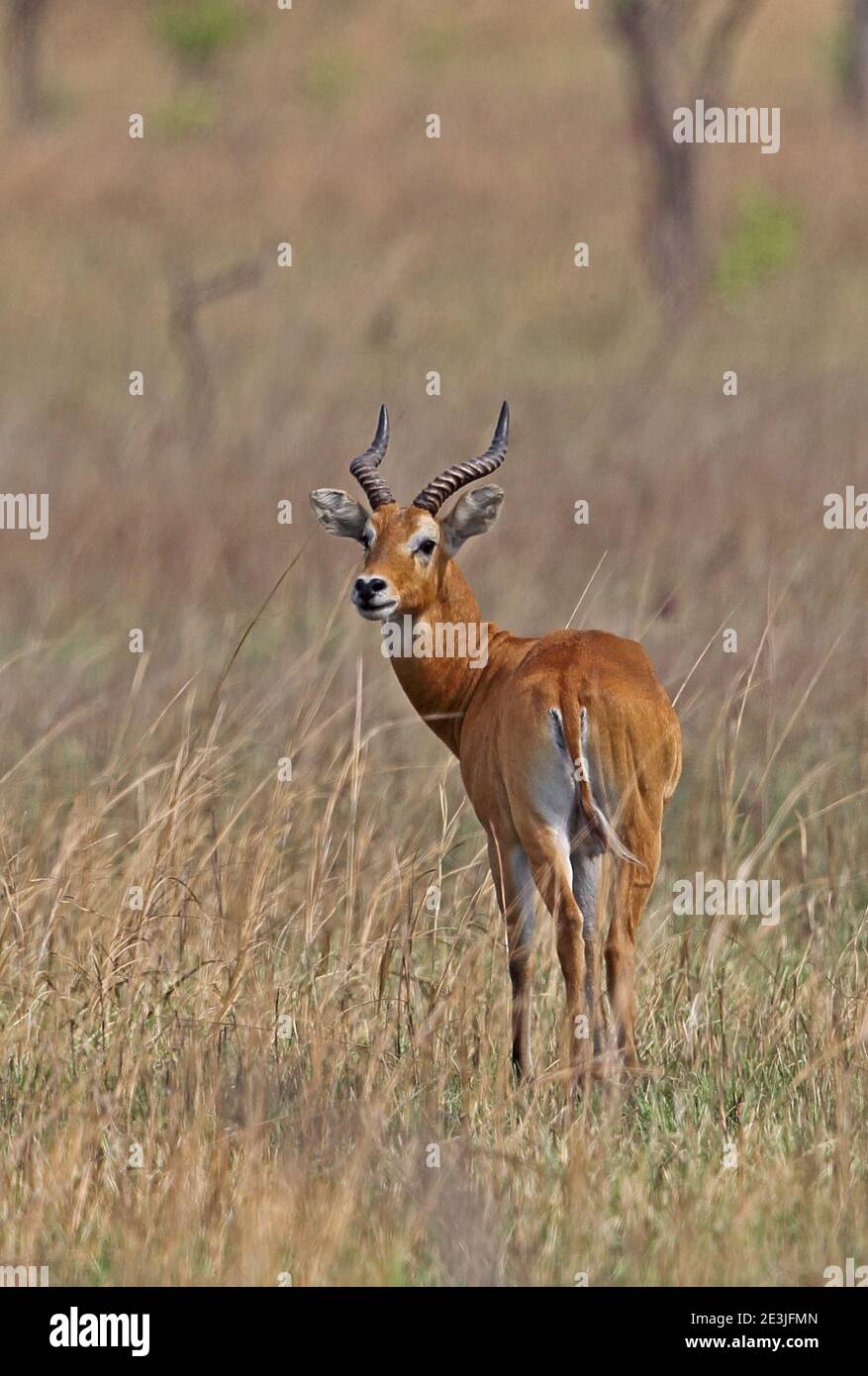 Buffons kob hi-res stock photography and images - Alamy