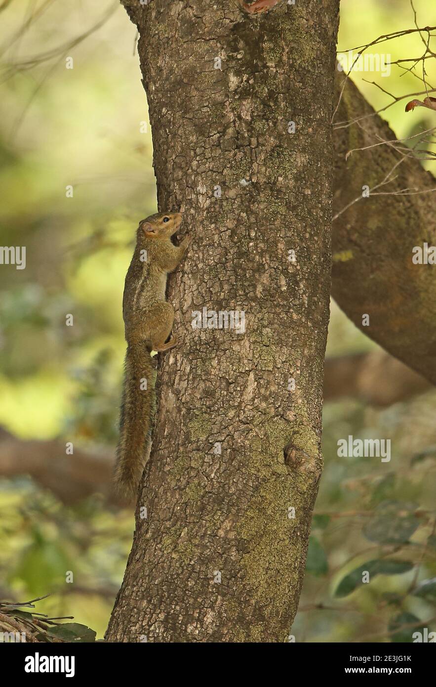 Kintampo rope squirrel hi-res stock photography and images - Alamy