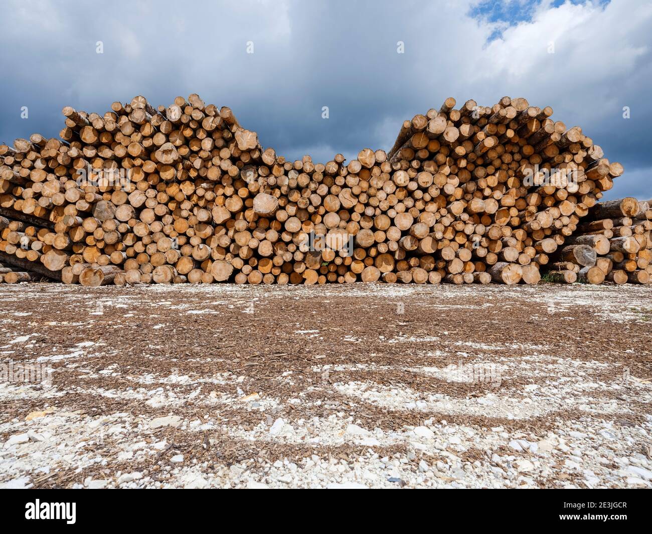 Tree trunks cut down by the tornado, cut and stacked waiting to be ...