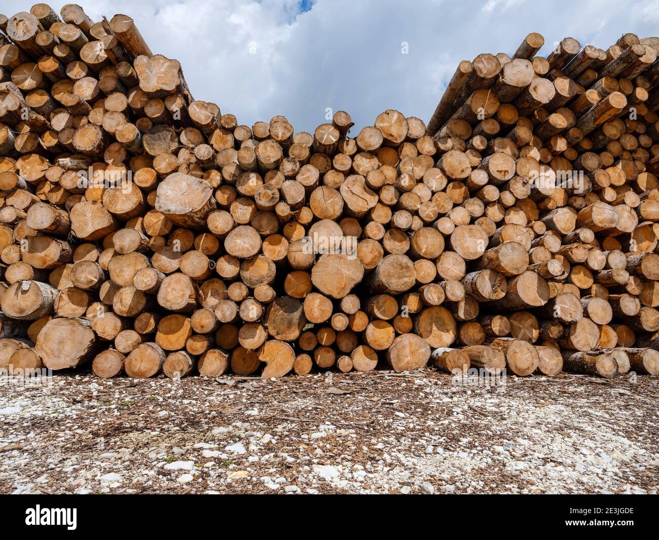 Tree trunks cut down by the tornado, cut and stacked waiting to be ...