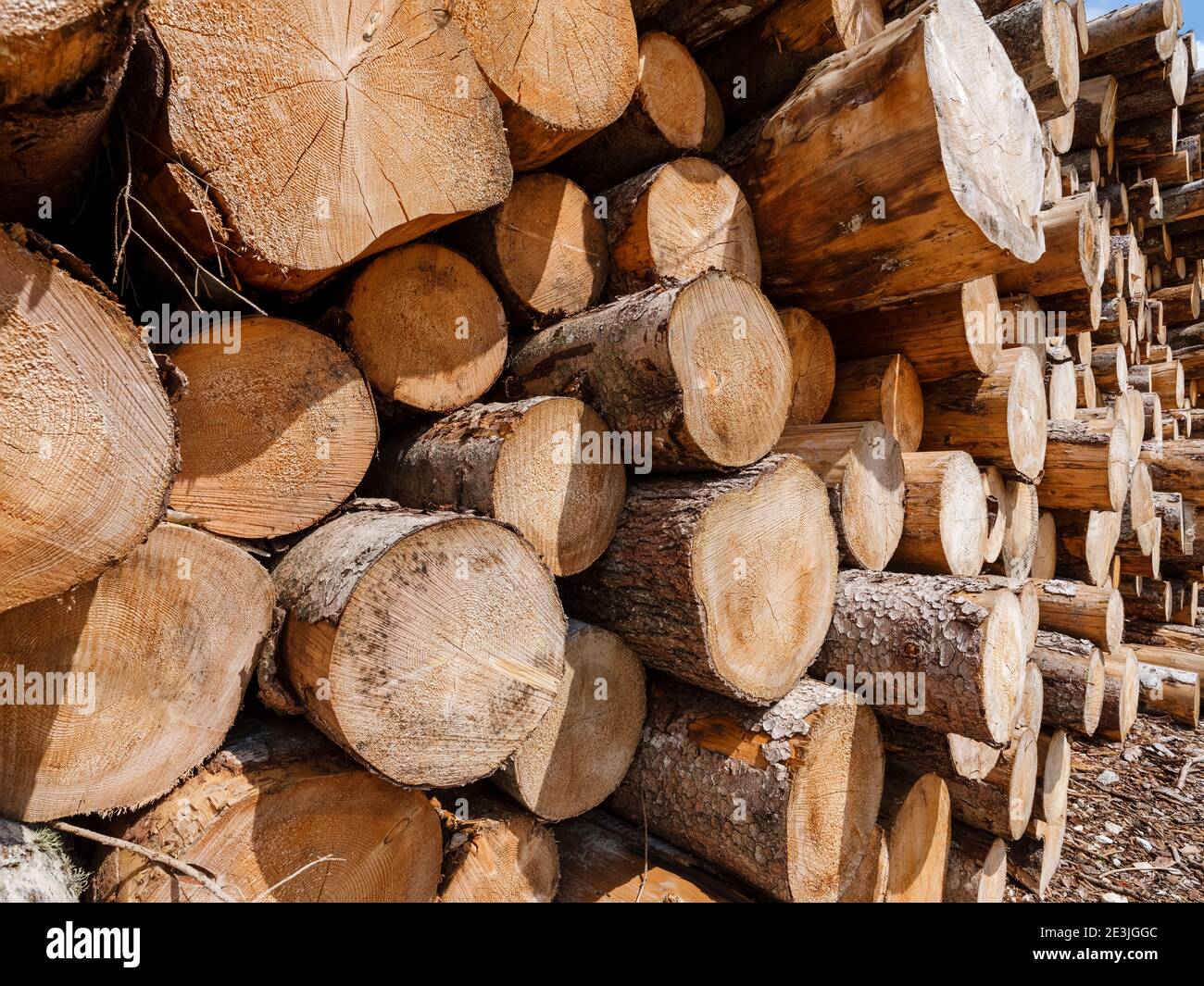 Tree trunks cut down by the tornado, cut and stacked waiting to be ...