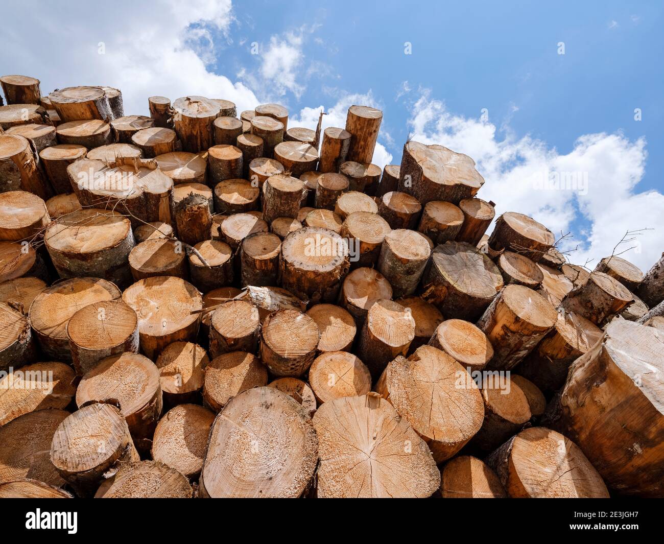 Tree trunks cut down by the tornado, cut and stacked waiting to be ...