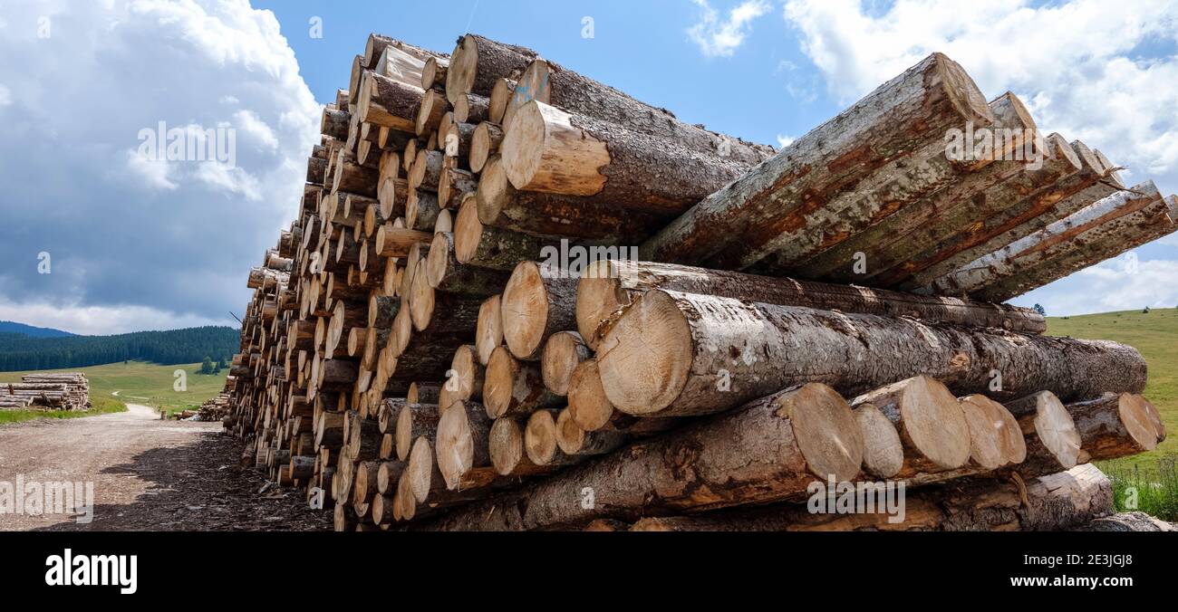 Tree trunks cut down by the tornado, cut and stacked waiting to be ...