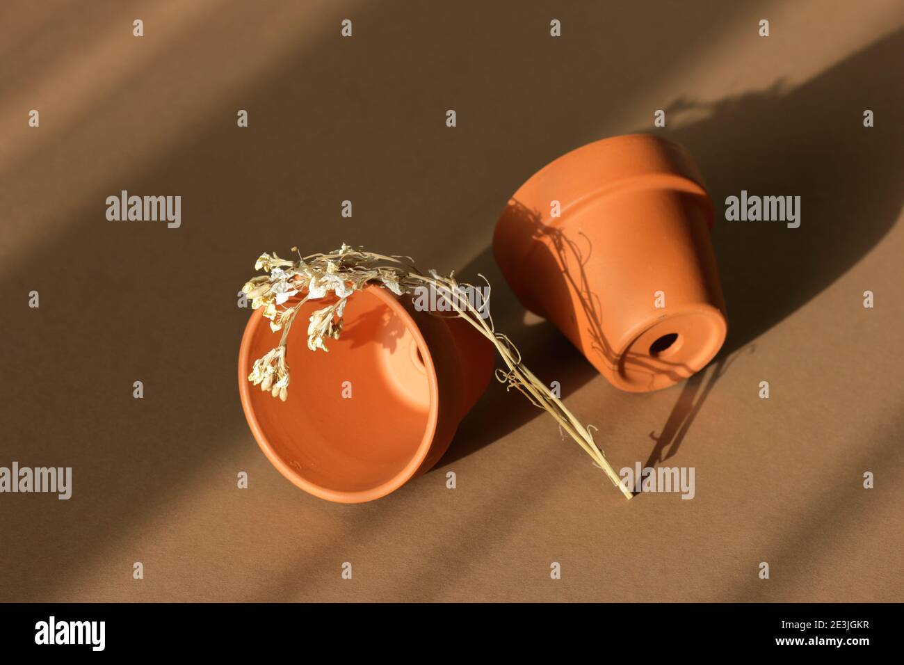 Minimalist still life composition with gardening flower pots with wild ...