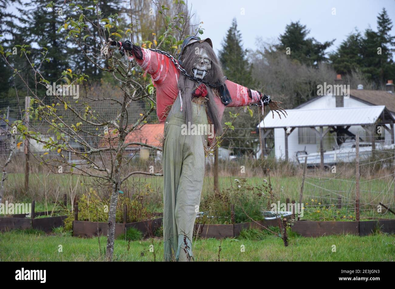 Spooky masked scarecrow presiding over a farmer's crops to keep the ...
