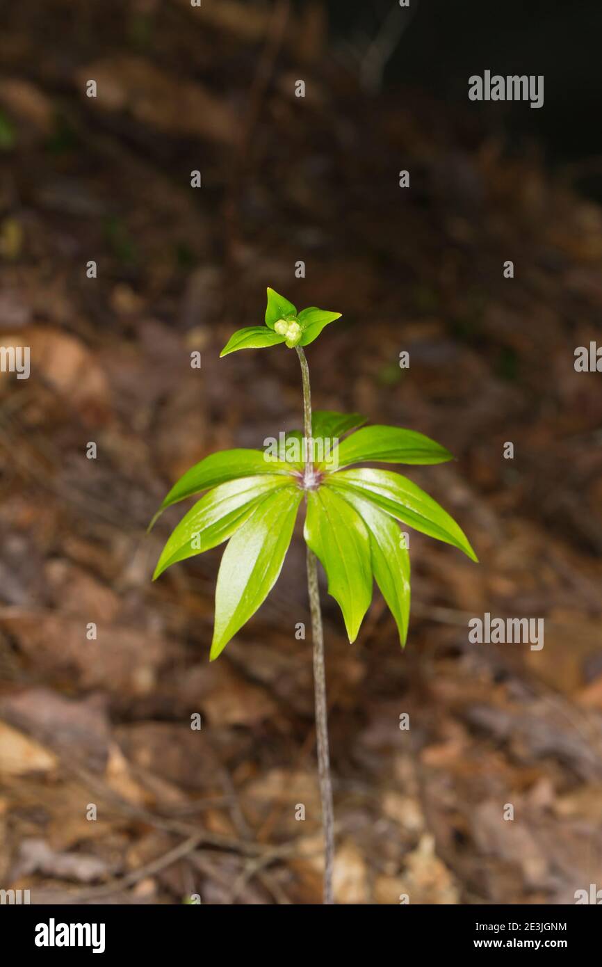 Indian Cucumber Root High Resolution Stock Photography and Images - Alamy