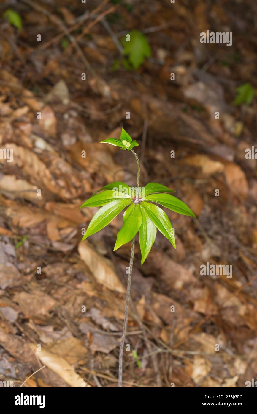 Indian Cucumber Root High Resolution Stock Photography and Images - Alamy