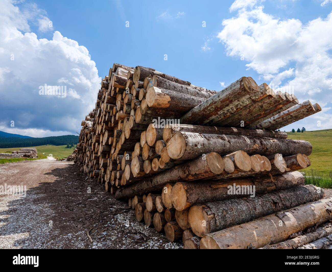 Tree trunks cut down by the tornado, cut and stacked waiting to be ...