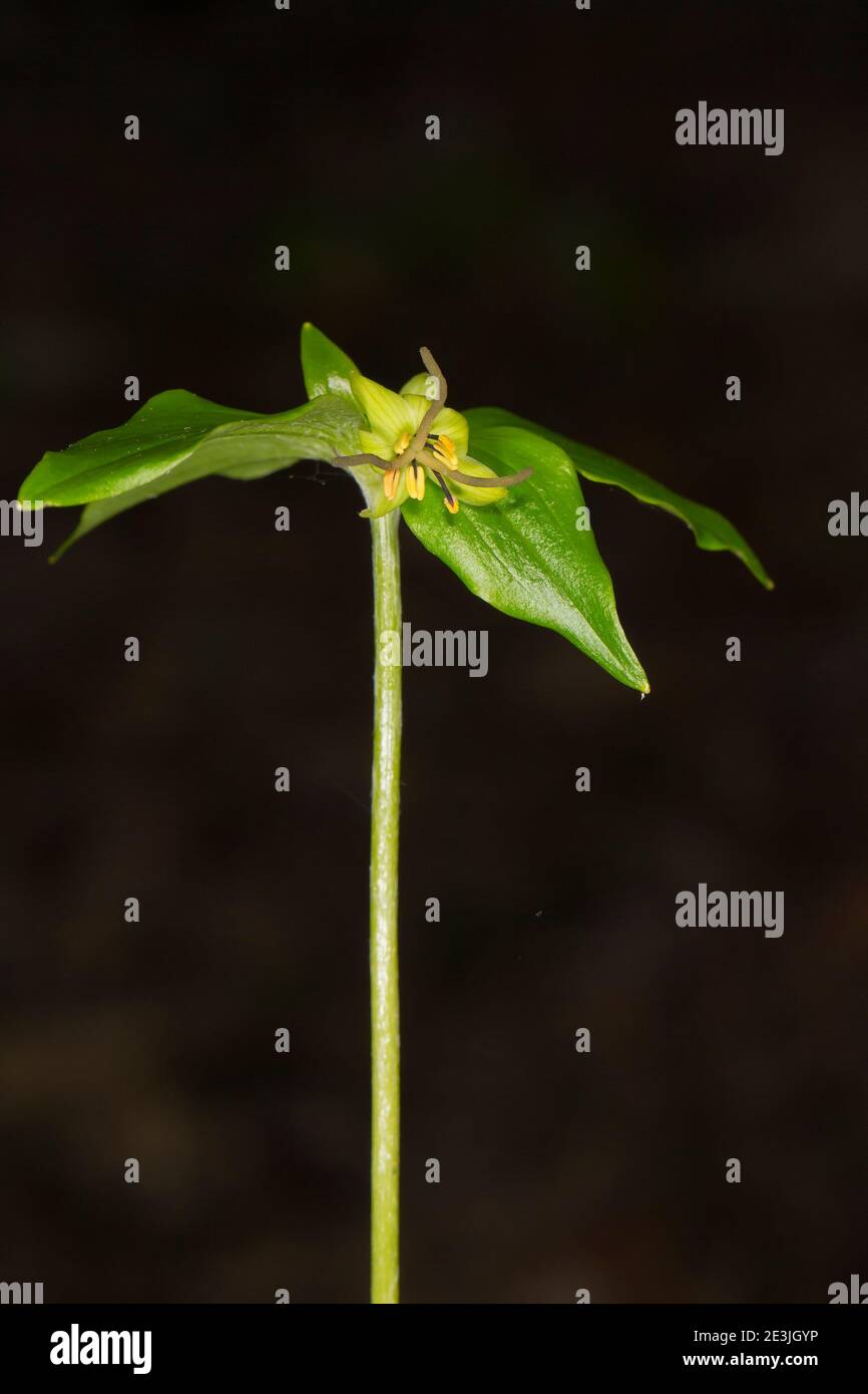 Indian Cucumber Root High Resolution Stock Photography and Images - Alamy