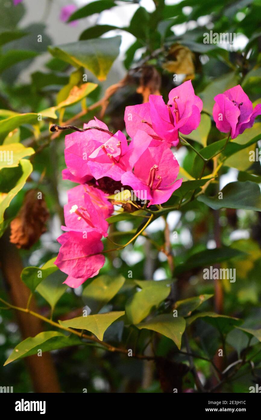 Pink colored paper flower in home garden with green leaves all around ...