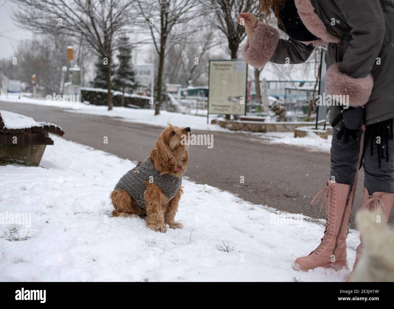 Girl giving a reward to her Cocker Spaniel Stock Photo - Alamy