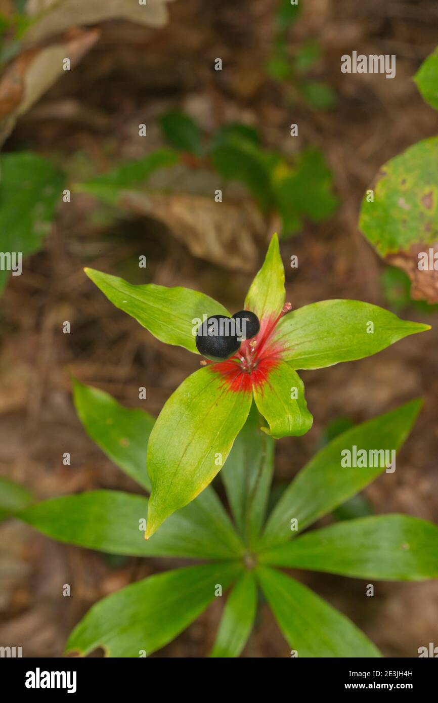 Indian Cucumber Root High Resolution Stock Photography and Images - Alamy