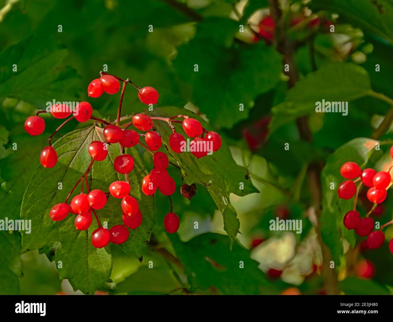 Cluster of bright red Black Haw berries, selective focus with blurry ...