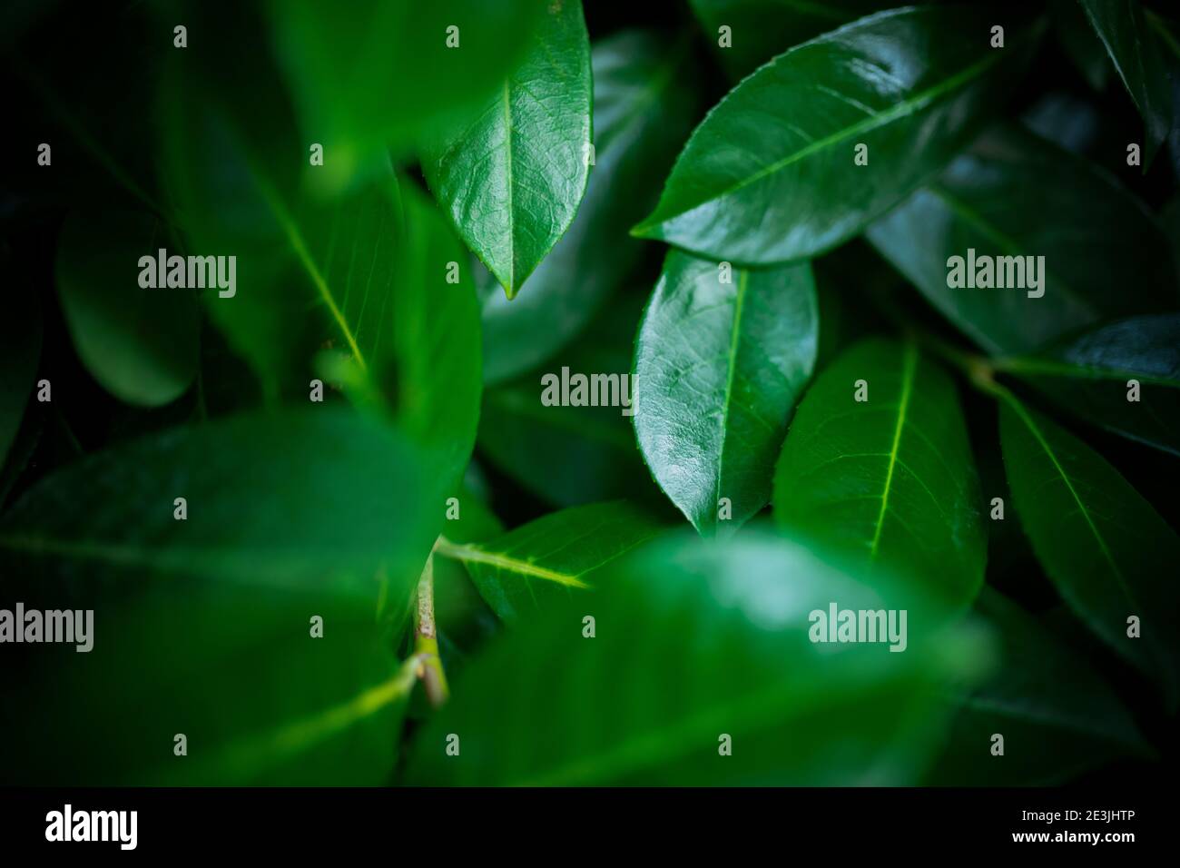 Laurel Leaf Pattern High Resolution Stock Photography and Images - Alamy