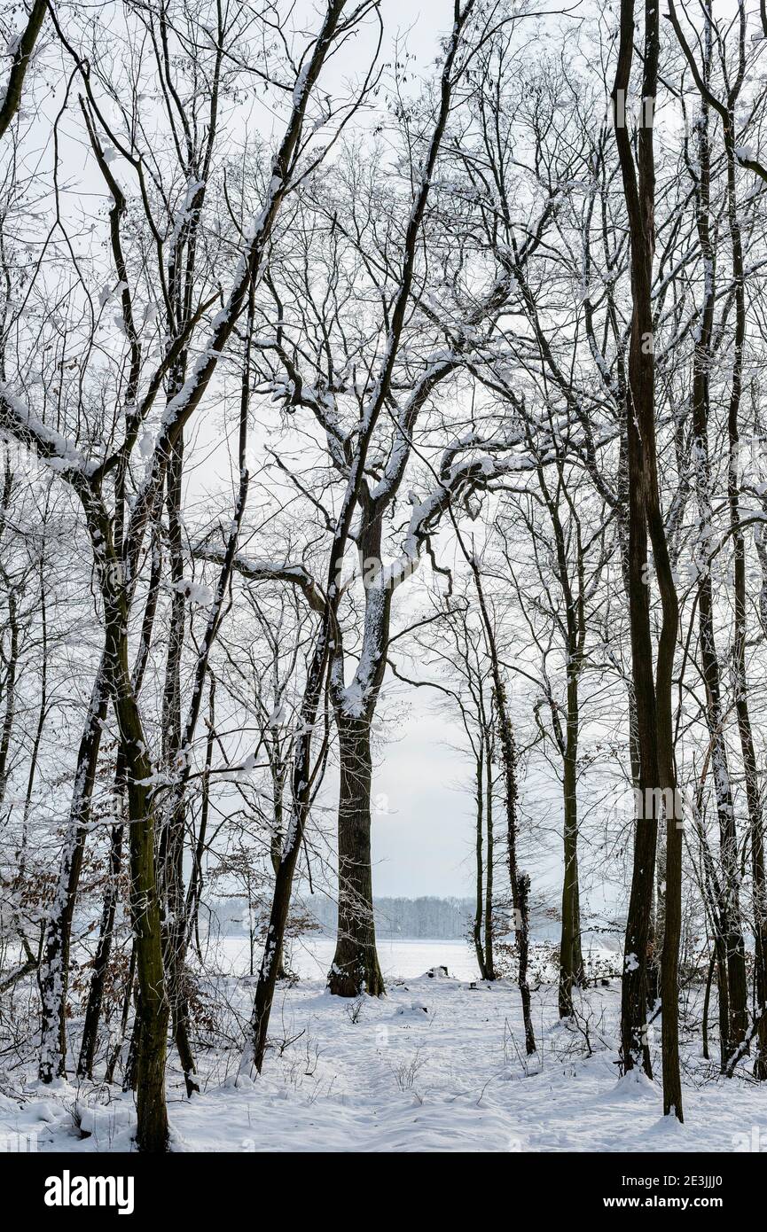 Landscape of France, forest under the snow - A great beech in the ...
