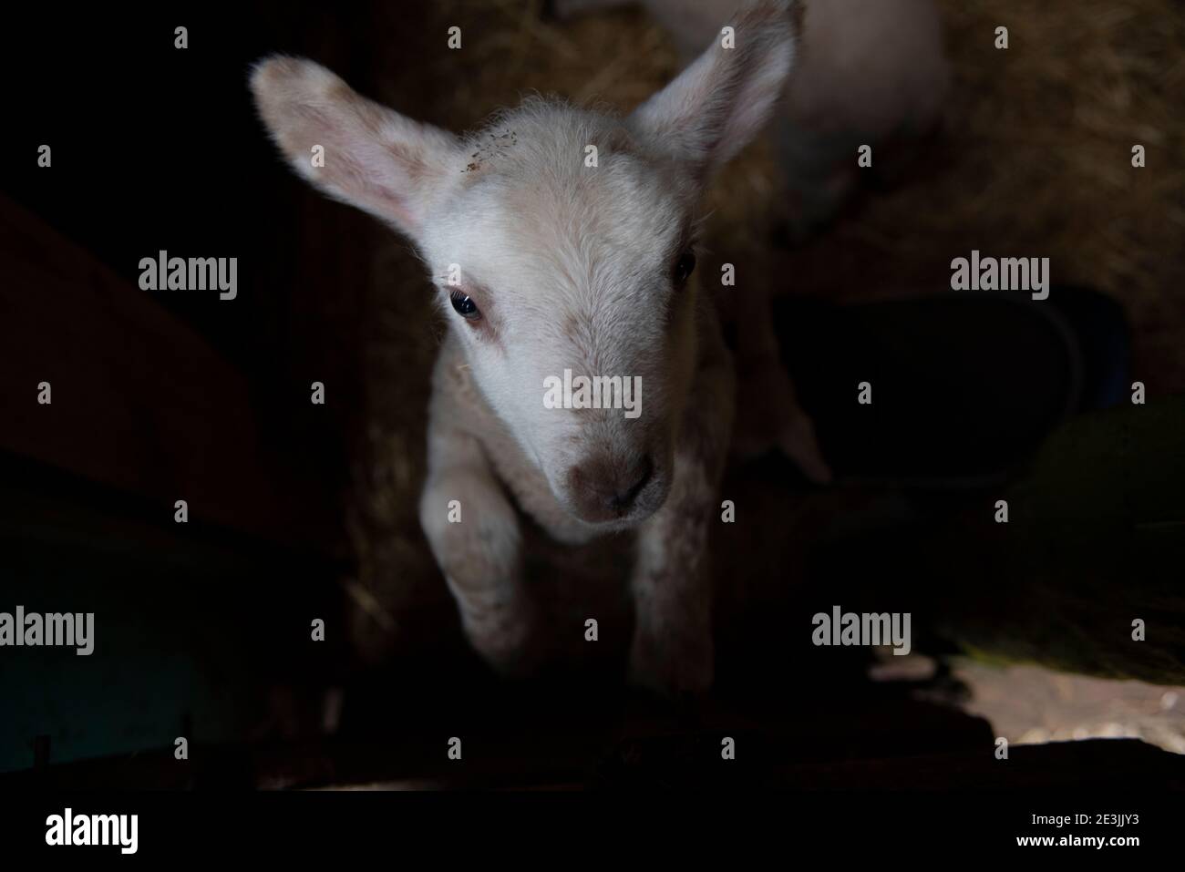 Spring-time lamb at a farm in Cotswolds Stock Photo - Alamy
