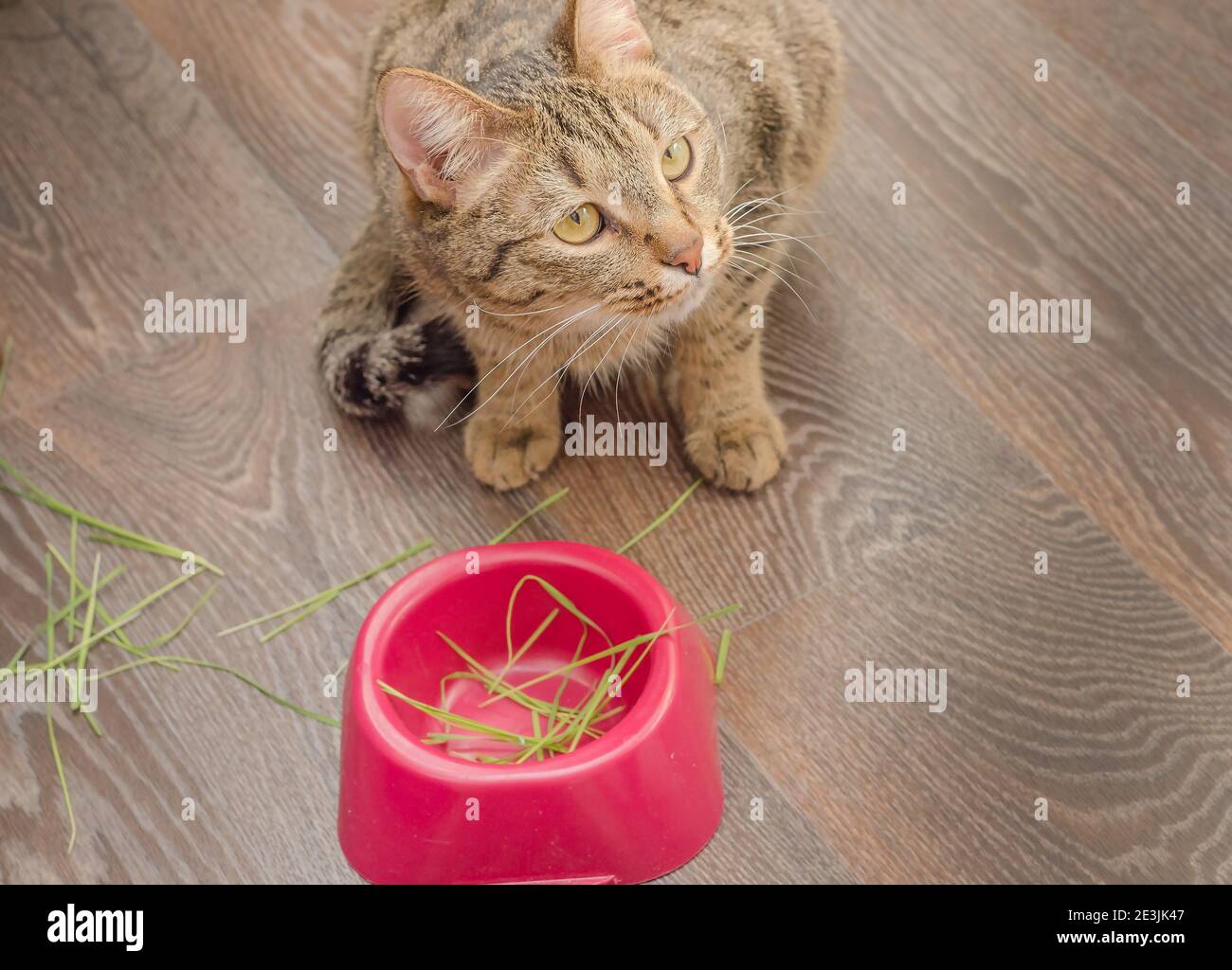 Domestic cat eating hi-res stock photography and images - Alamy