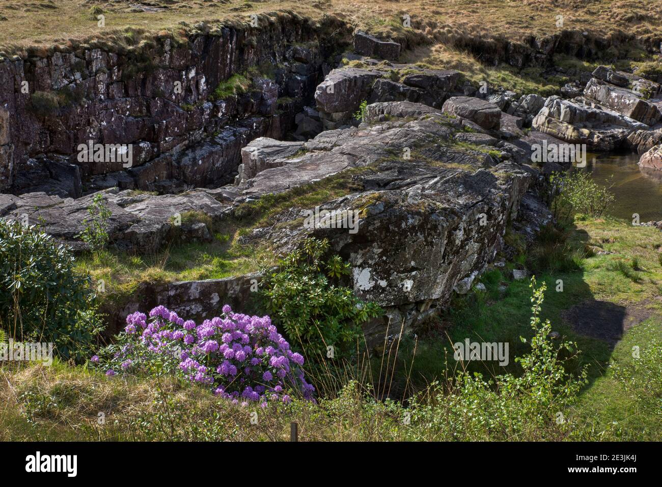 Beautiful connection of rock and flora in Scotland Stock Photo - Alamy