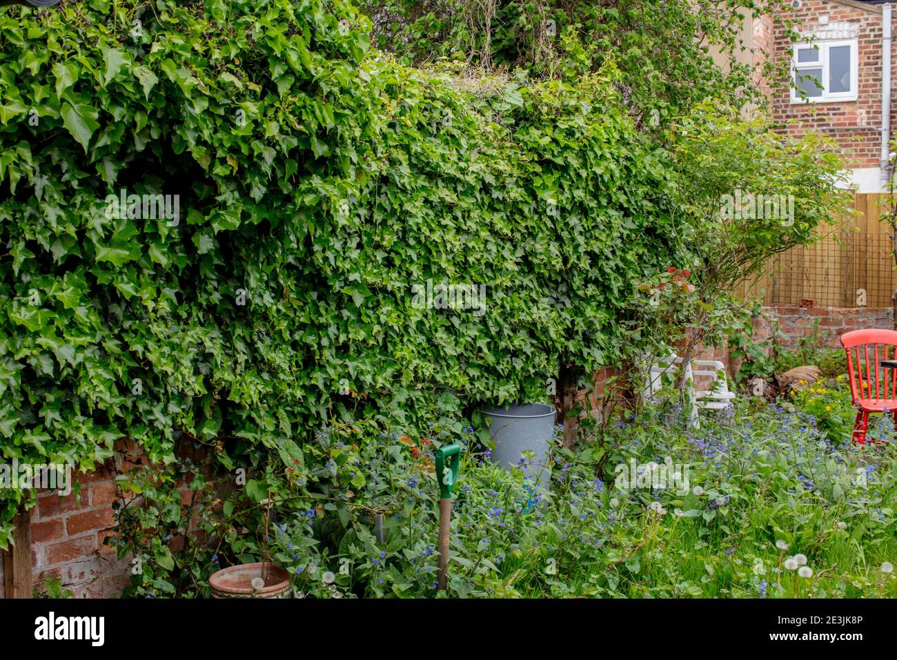 Overgrown back garden in small terraced house in Jericho, Oxford, UK ...