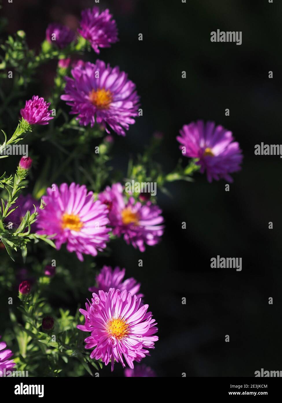Blooming pink rice button asters on dark background. Copy space Stock ...