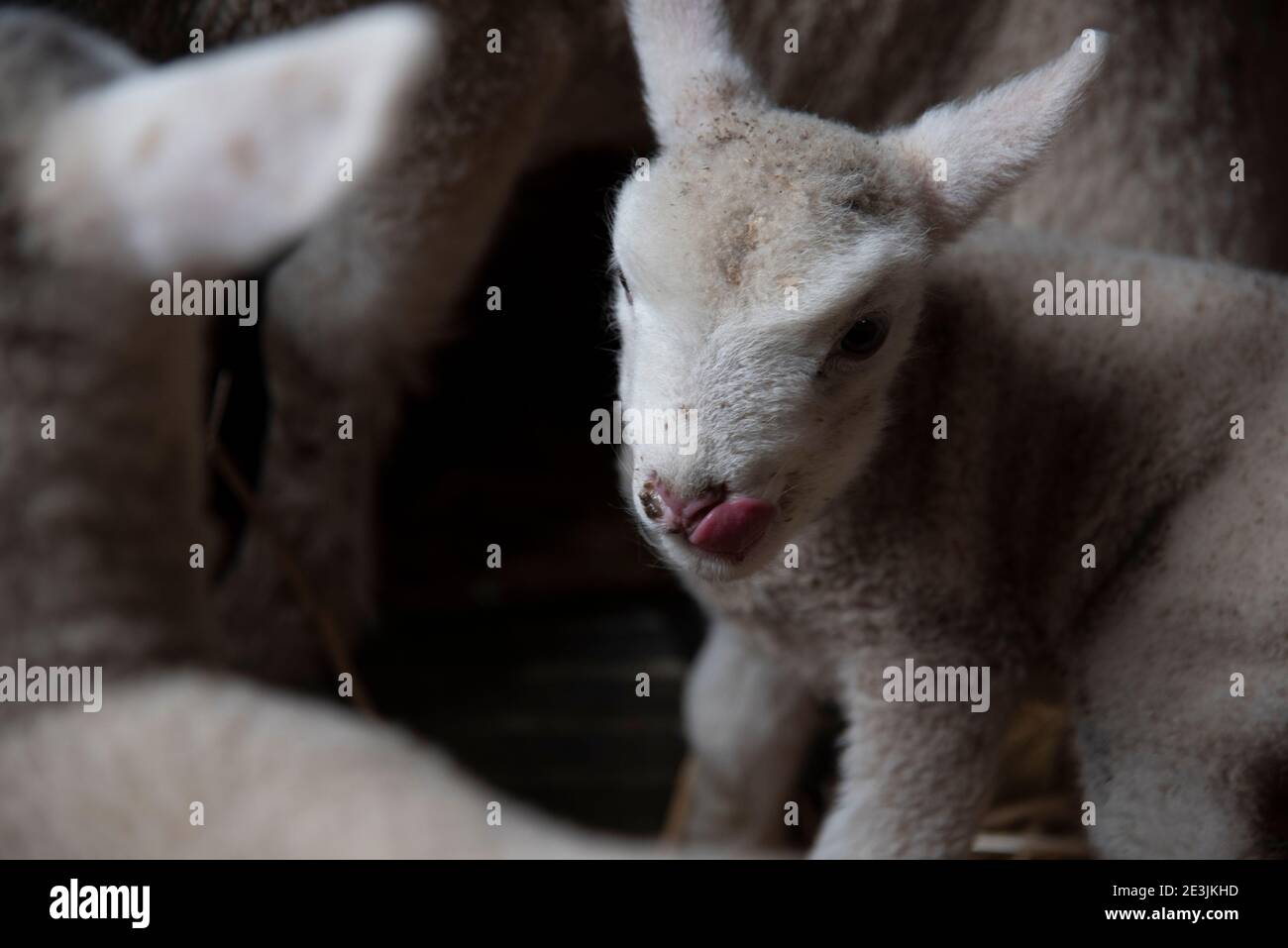 Spring-time lamb at a farm in Cotswolds Stock Photo - Alamy