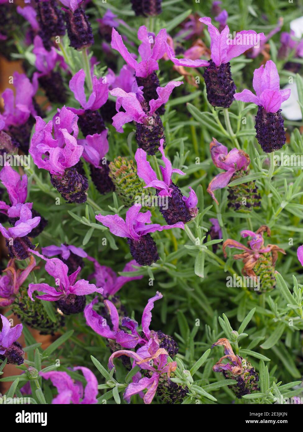 Blooming violet flowers of lavenders. Overhead shot Stock Photo - Alamy