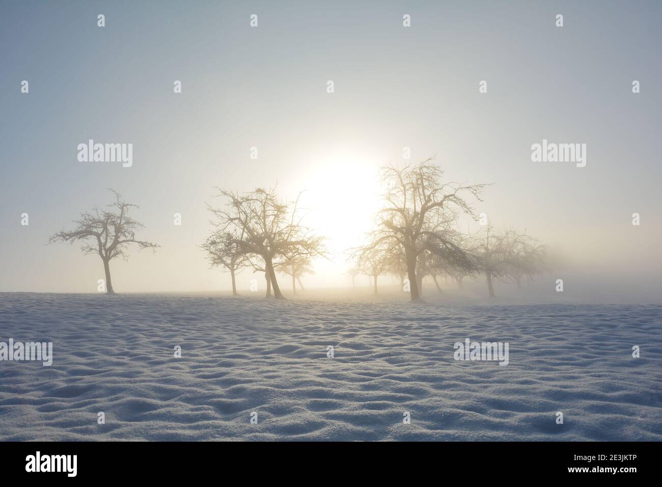 Trees at sunrise in winter with snow and sun in the morning fog Stock ...