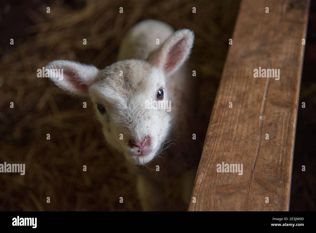 Cotswolds spring lamb hi-res stock photography and images - Alamy