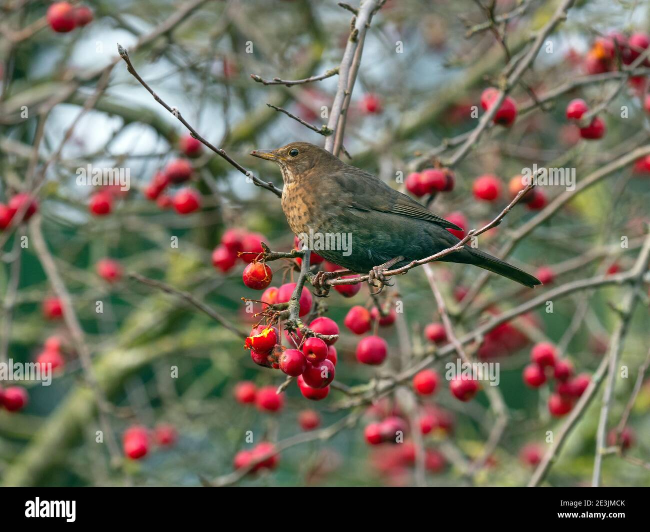Blackbirds eating apples hi-res stock photography and images - Alamy