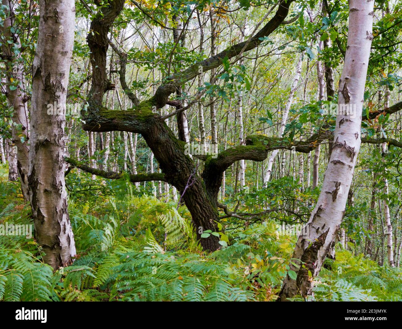 Bow wood peak district hi-res stock photography and images - Alamy