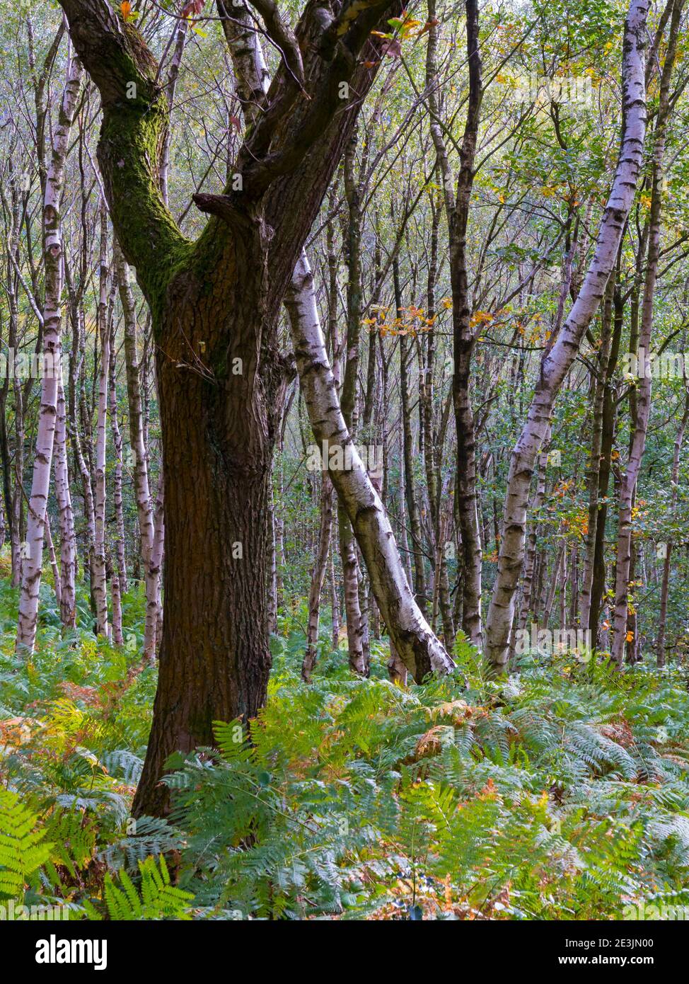 Early autumn trees in Bow Wood an area of woodland near Lea in the ...