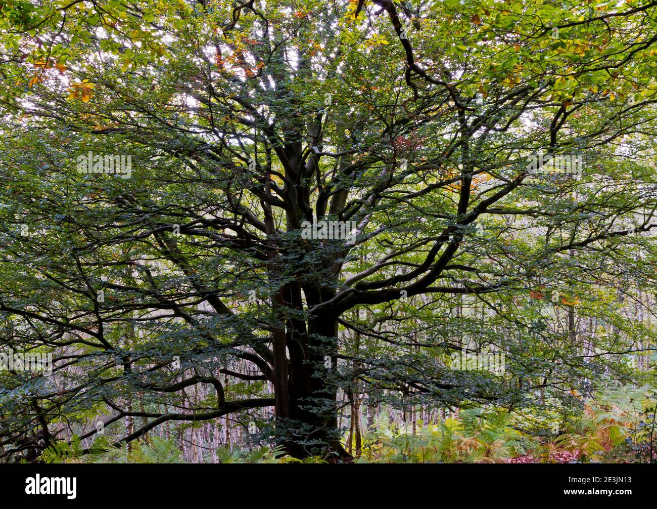 Early autumn trees in Bow Wood an area of woodland near Lea in the ...