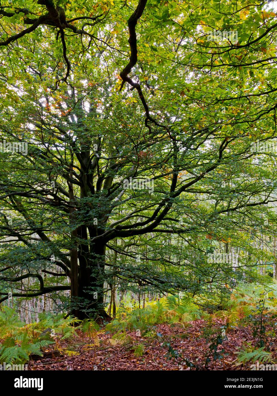 Early autumn trees in Bow Wood an area of woodland near Lea in the ...