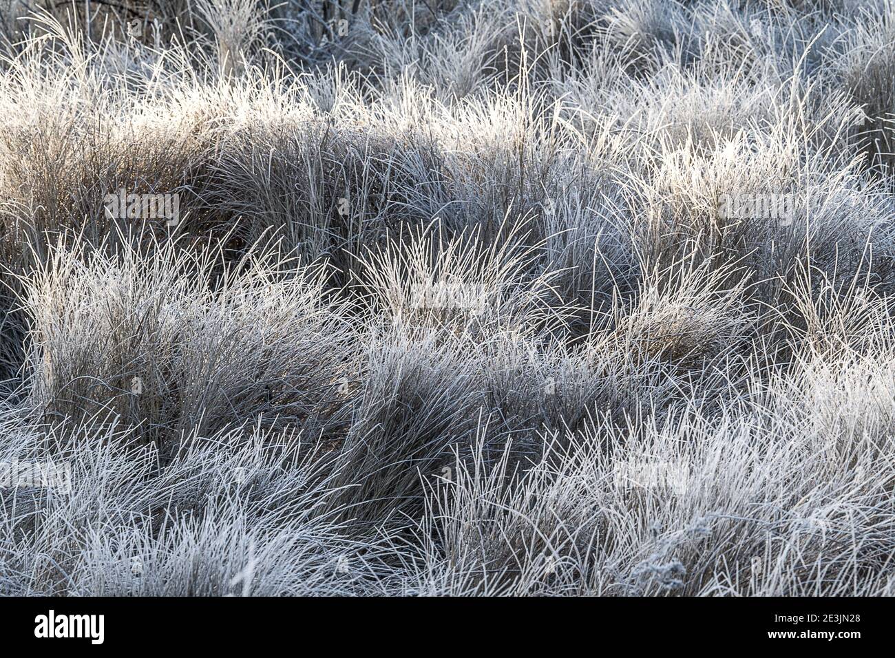 Nonutilized herbage hi-res stock photography and images - Alamy