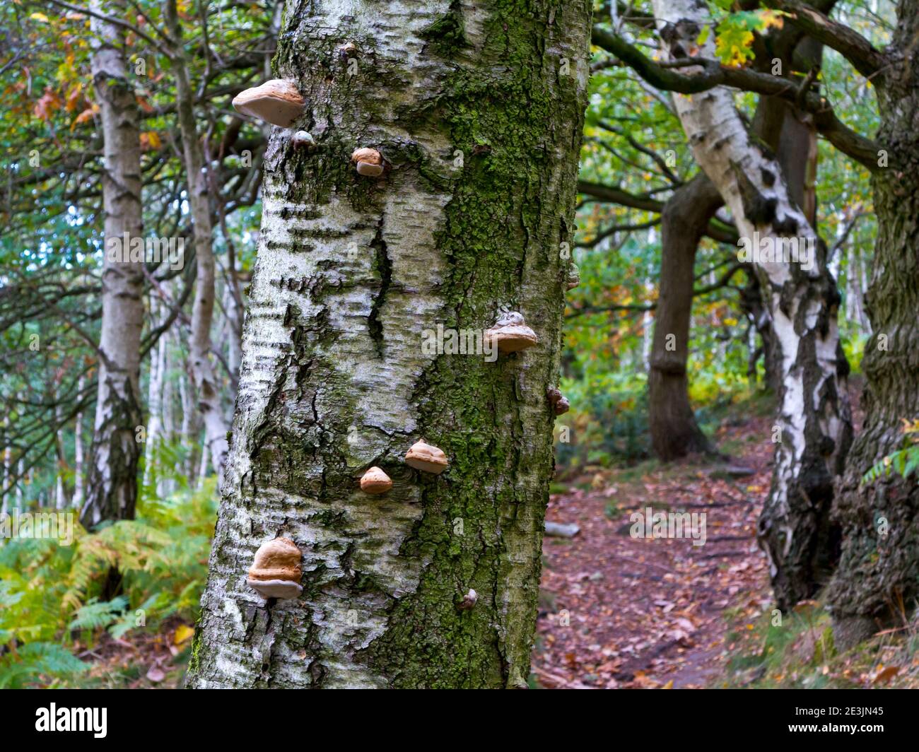 Fungus growing on silver birch tree in early autumn in Bow Wood an area ...