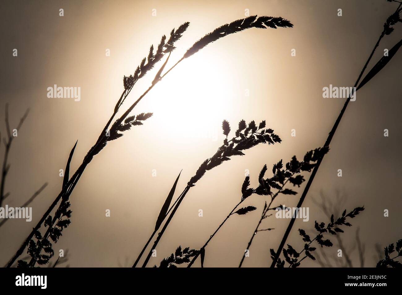 Grass drooped hi-res stock photography and images - Alamy