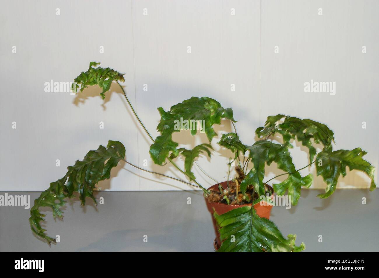 Phlebosia Nicolas Diamond fern Stock Photo - Alamy