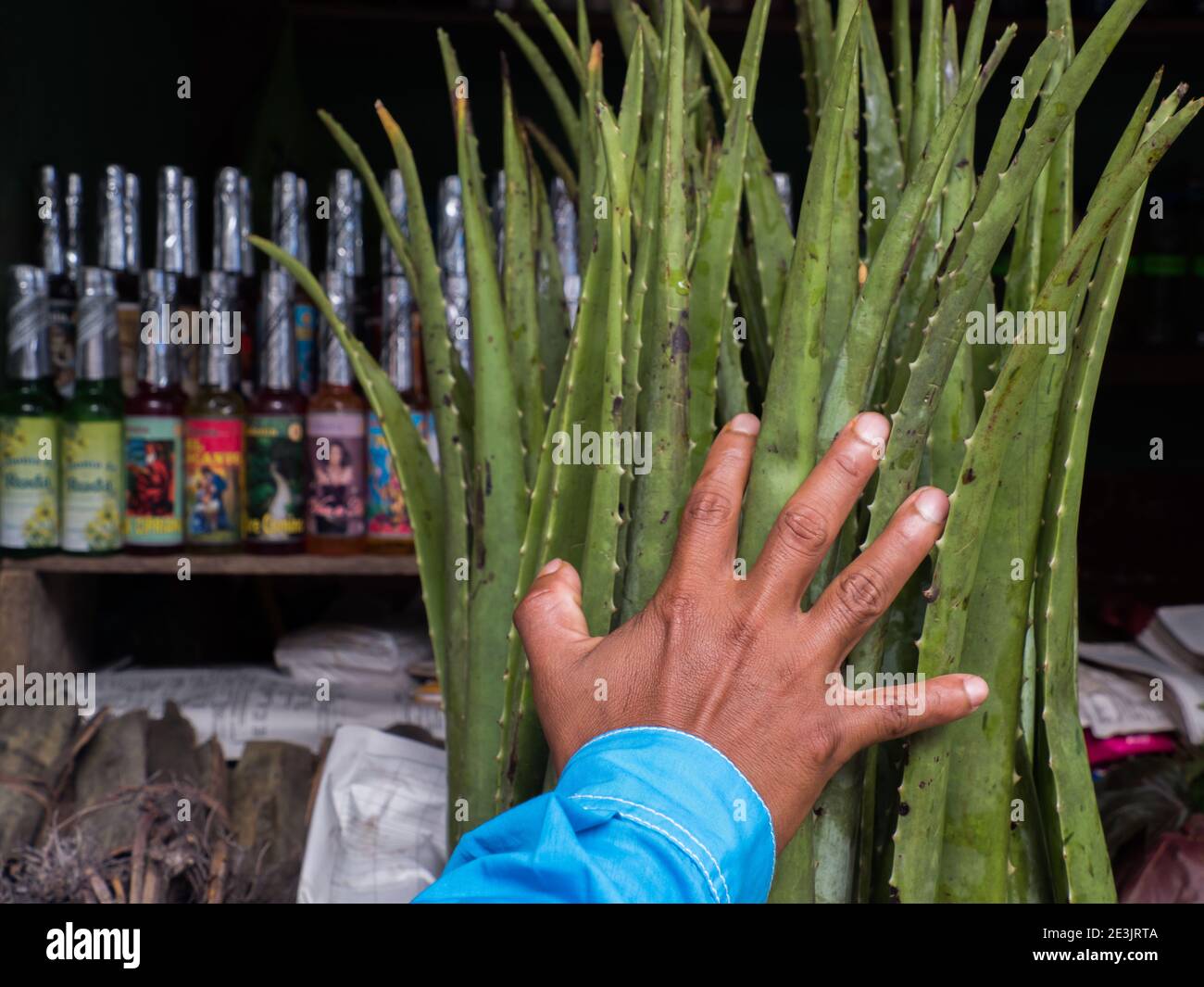 Iquitos, Peru - December 10, 2019: Big aloe and hand ( to show the size ...