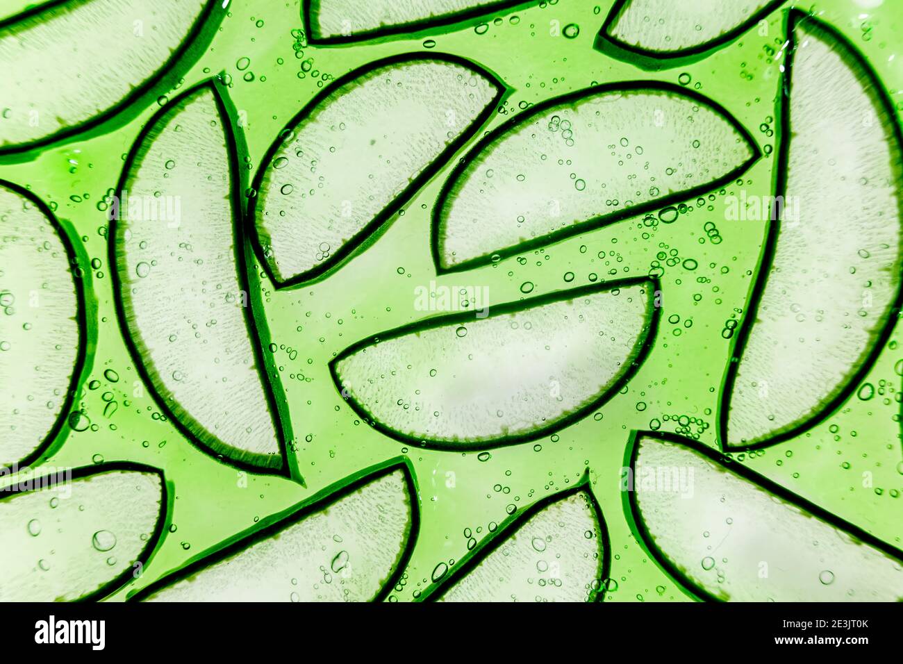 Aloe vera slice texture background. Medicinal plant. Used to treat and ...