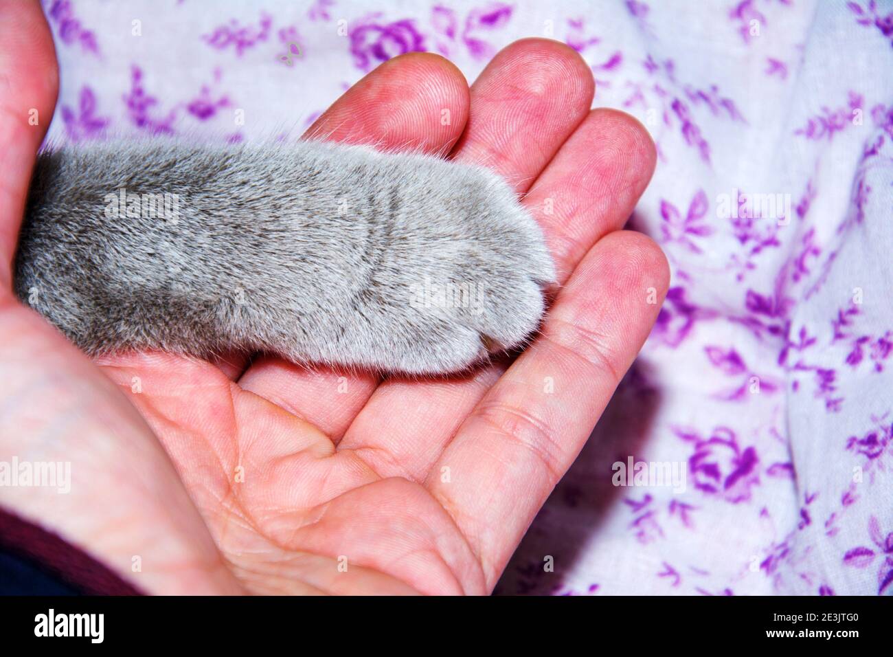 Paw Cat in human hand. Symbol of friendship of cat and human Stock ...