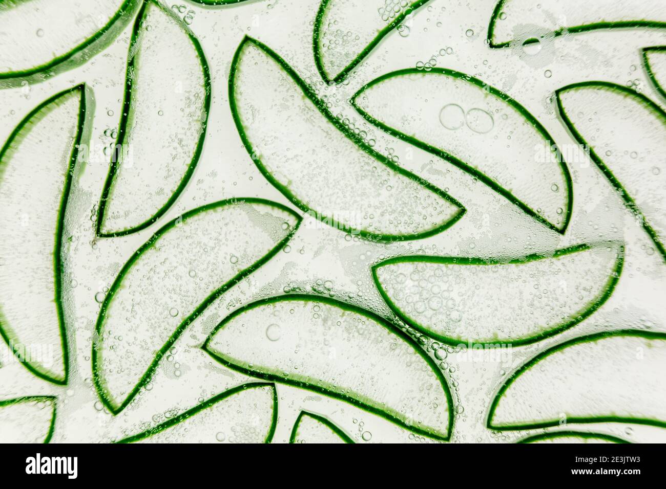 Aloe vera slice texture background. Medicinal plant. Used to treat and ...