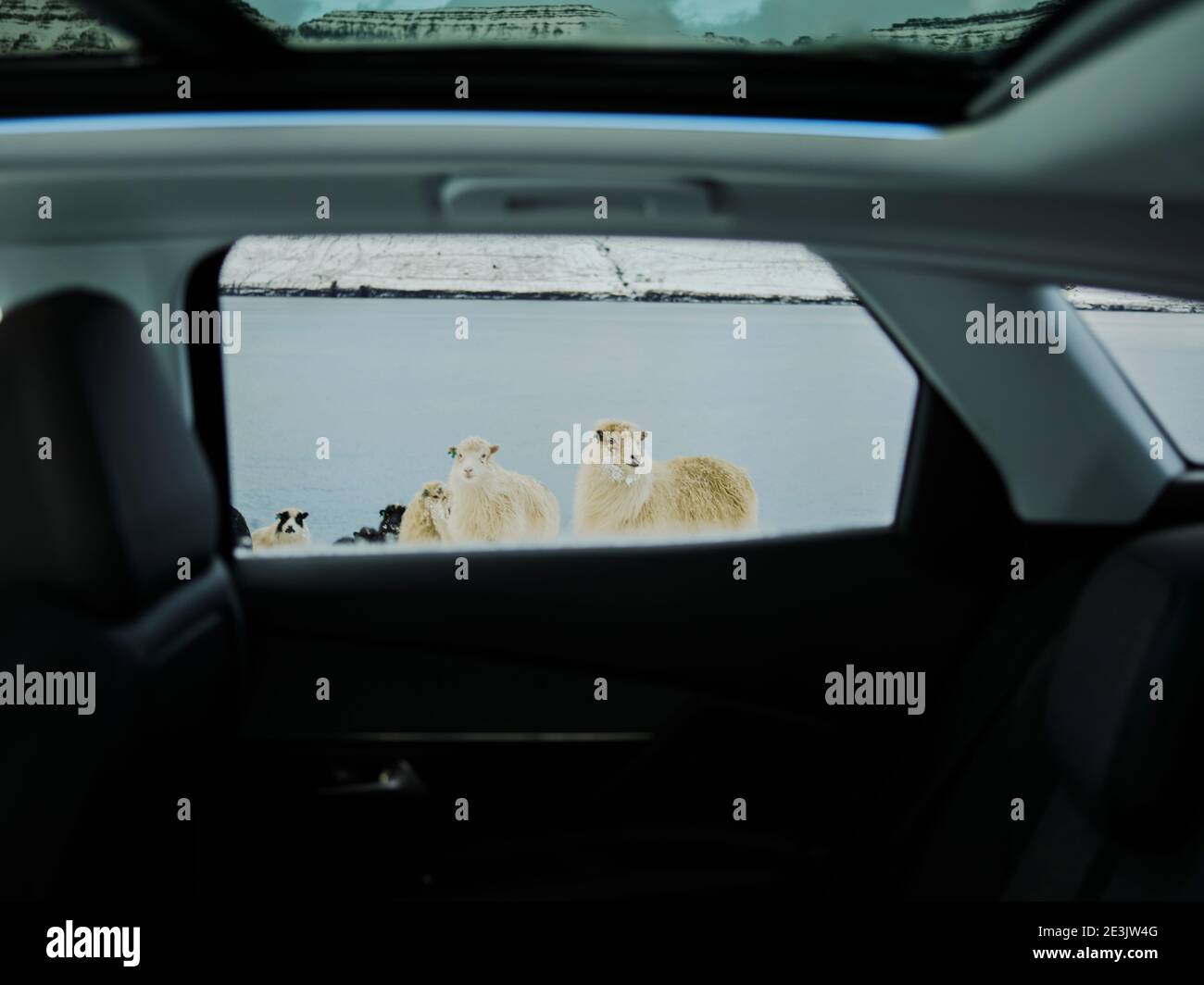Inside car looking out through window at sheep in the Faroe Islands ...