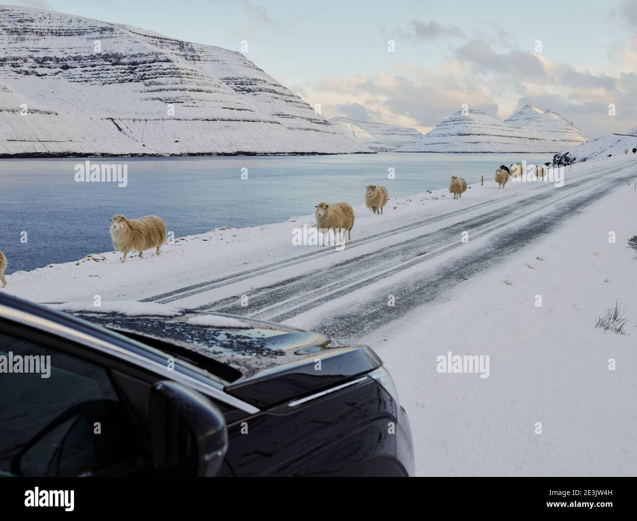 Car driving past sheep hi-res stock photography and images - Alamy