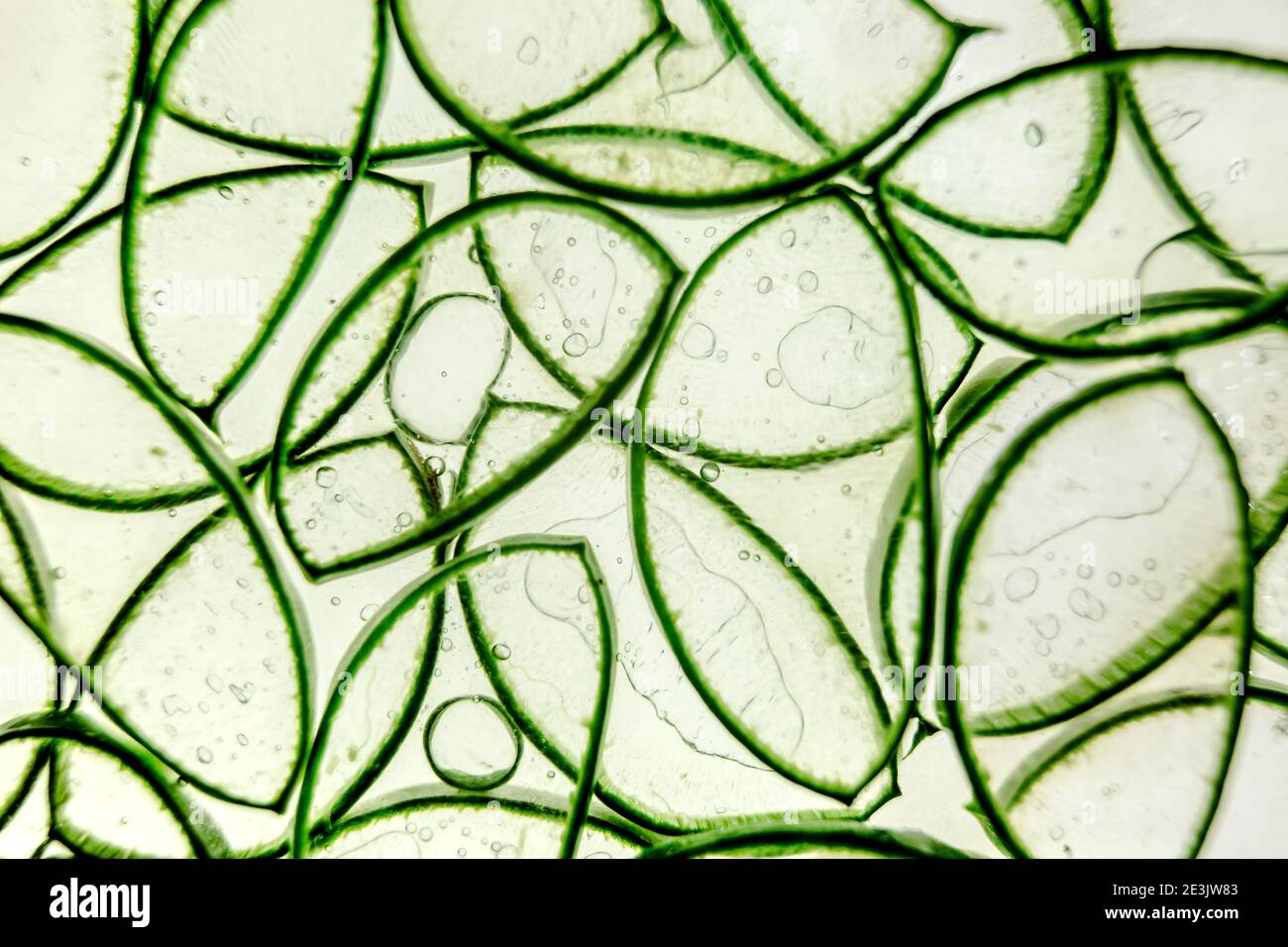 Aloe vera slice texture background. Medicinal plant. Used to treat and ...