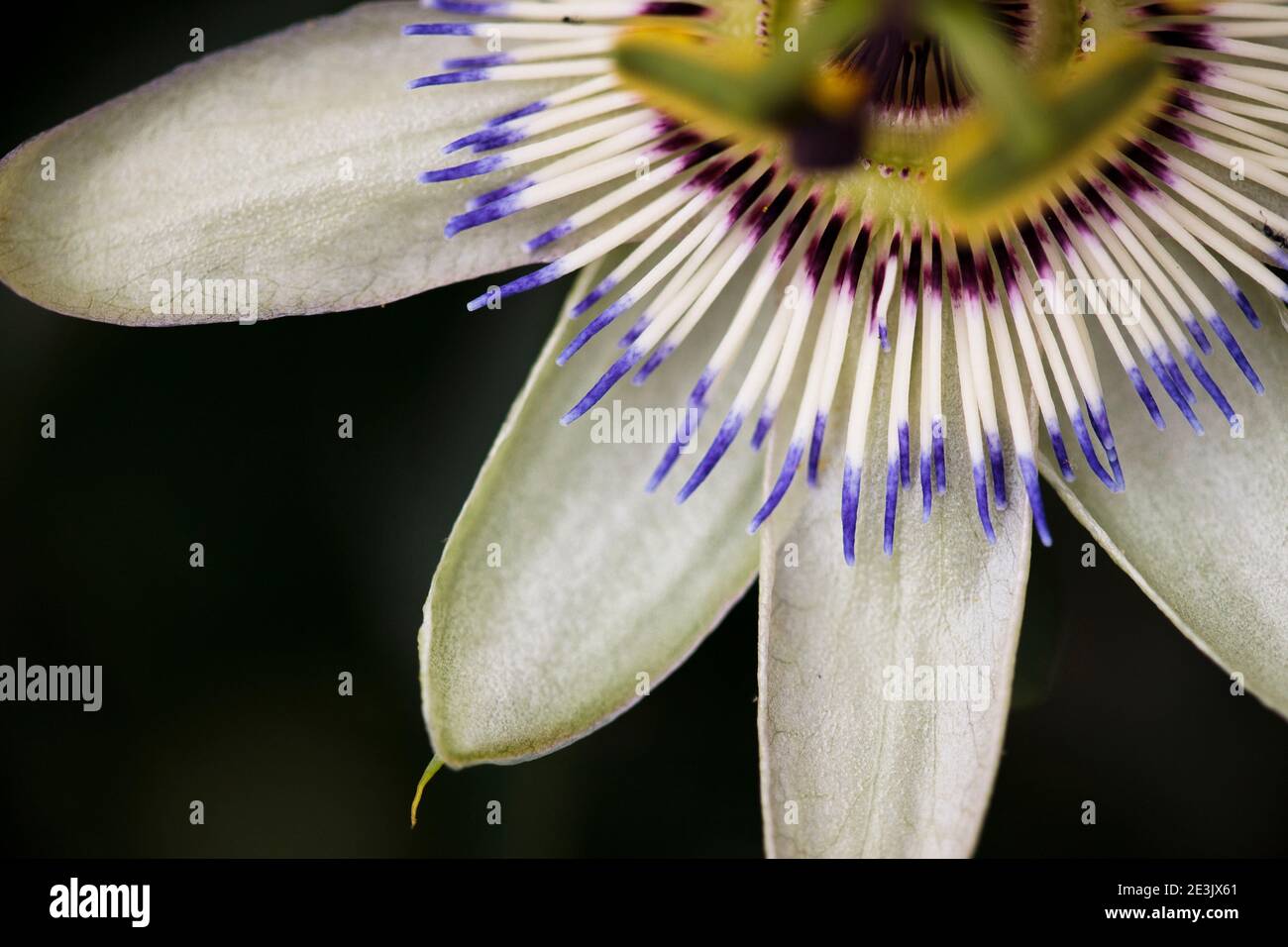 Asymmetrical leaves hi-res stock photography and images - Alamy