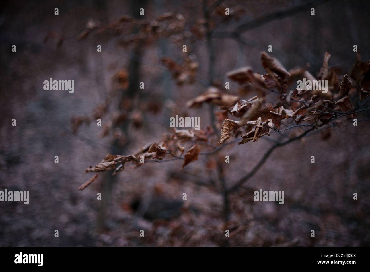 Moody sky background foliage hi-res stock photography and images - Alamy